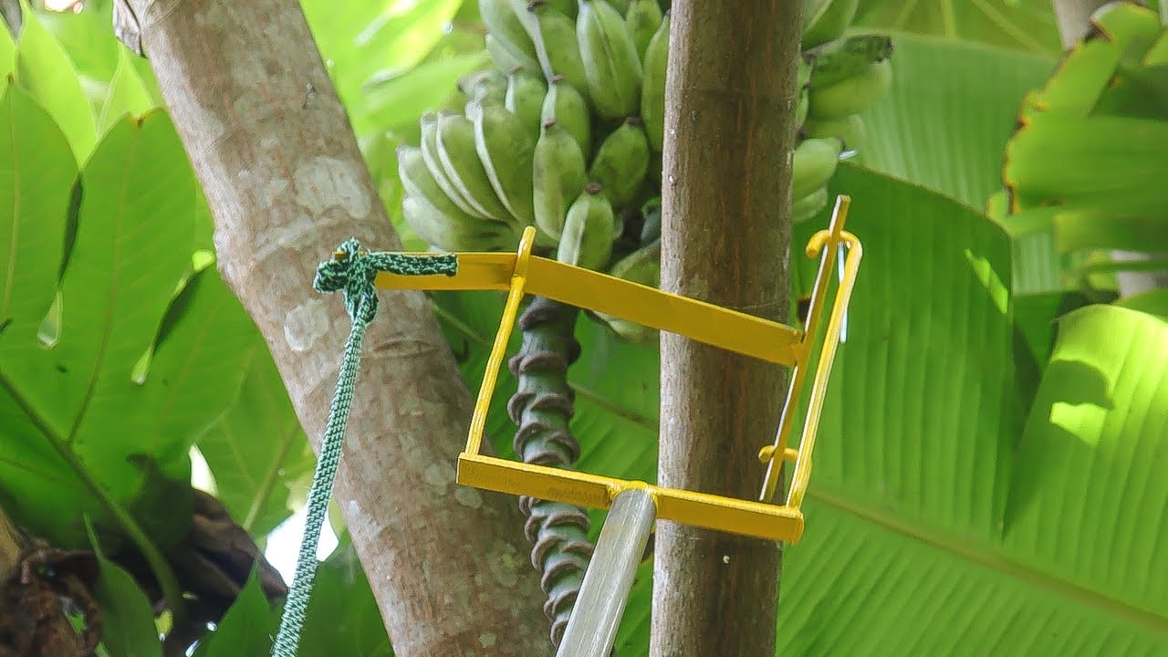 Precisely Positioning a Rope on a High Branch / DIY tool homemade - YouTube