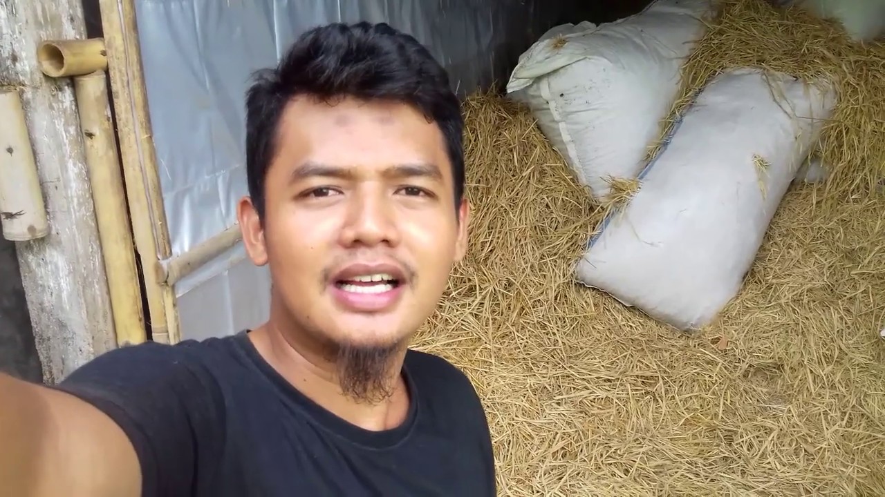 Lahan pakan "Gudang jerami kering dan lahan rumput gajahan untuk pakan ...
