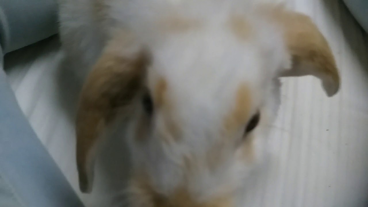 los conejos más tiernos del año - YouTube