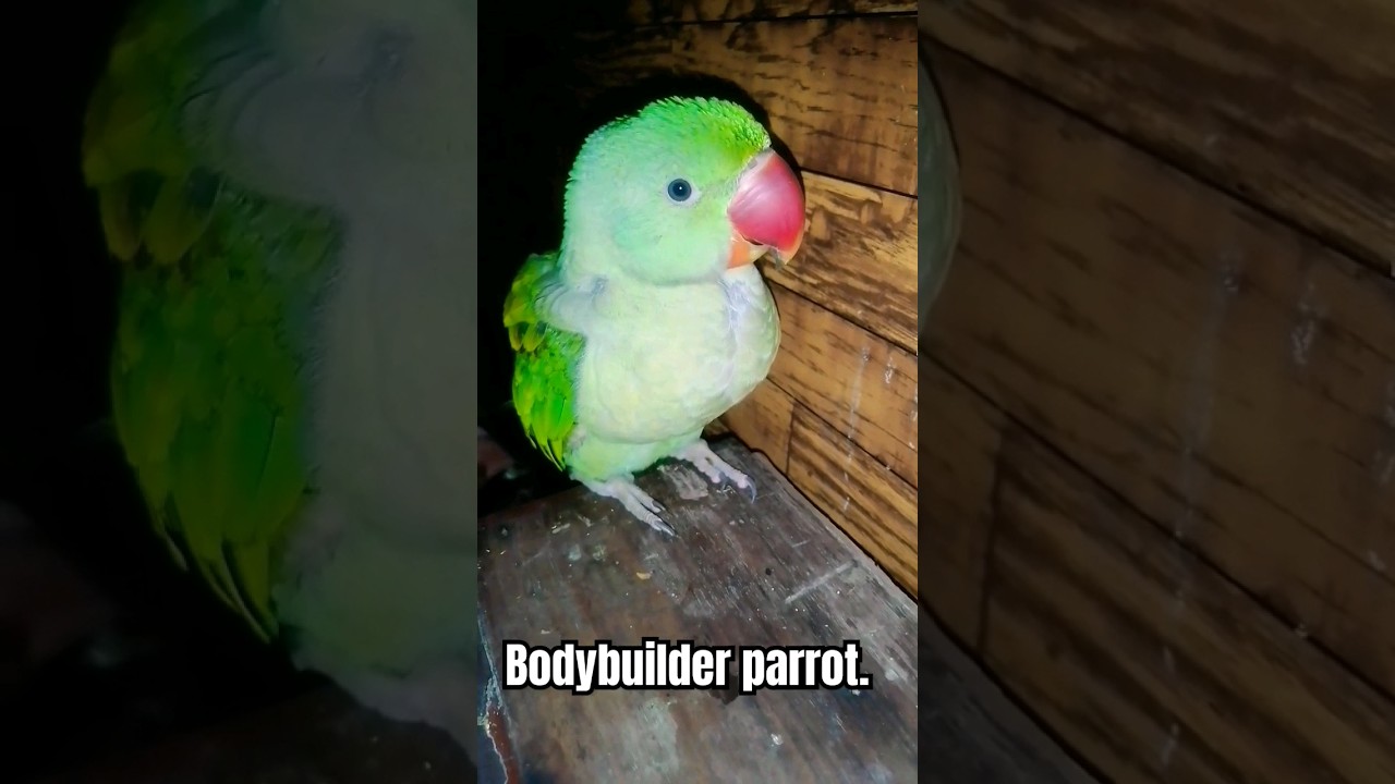 my baby parrot becoming a bodybuilder after eating 💪 #babyparrot # ...
