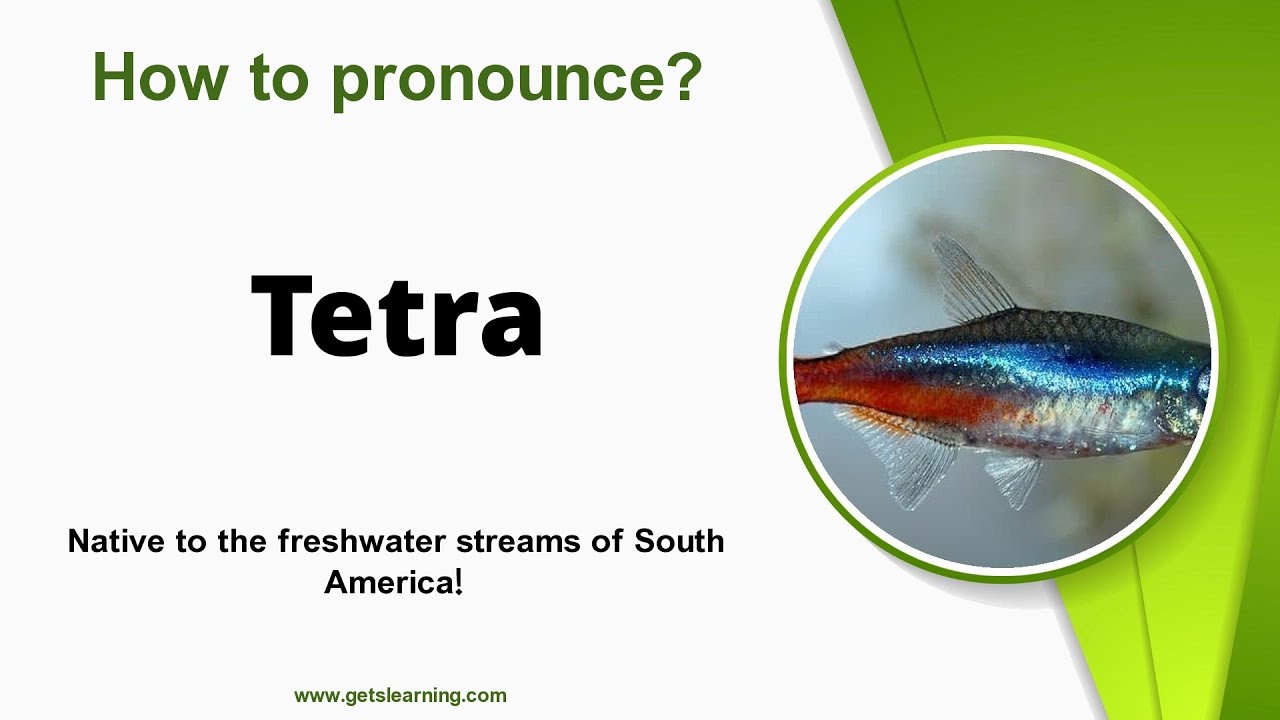 How to pronounce Tetra Fish in English correctly - YouTube