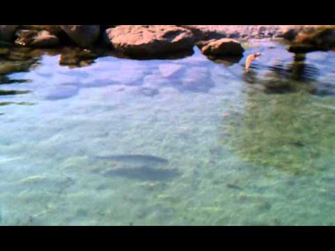 Salt water pond - YouTube