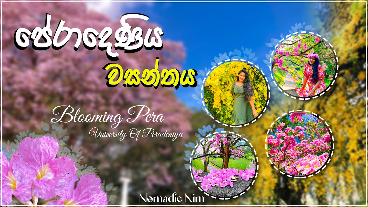 Blooming Pera 💐 පේරාදෙණිය සරසවියේ මල් වසන්තය 🌸🌼 #university of ...