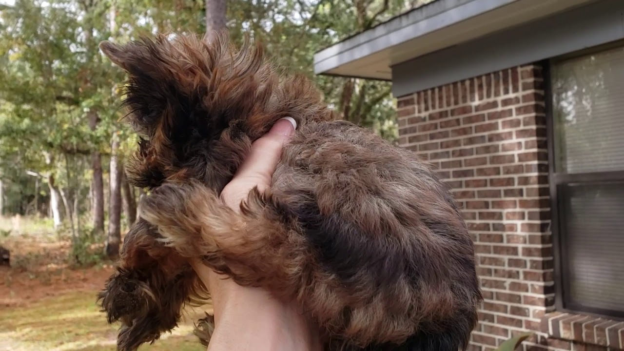 TINY SABLE FEMALE YORKIE "HARPER" - YouTube