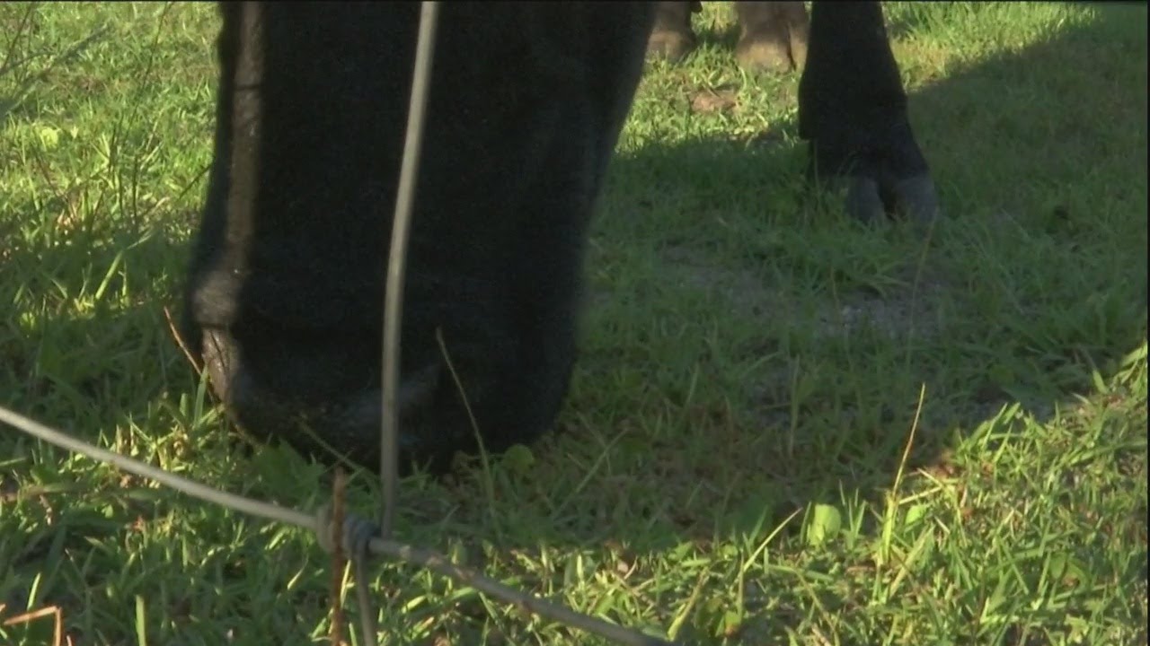 Missing Cows - YouTube