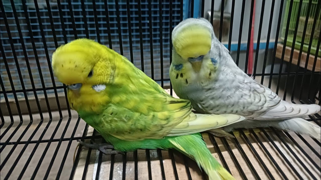 #DAMA birds Avery Holland Show budgeries lmported lineage check ...