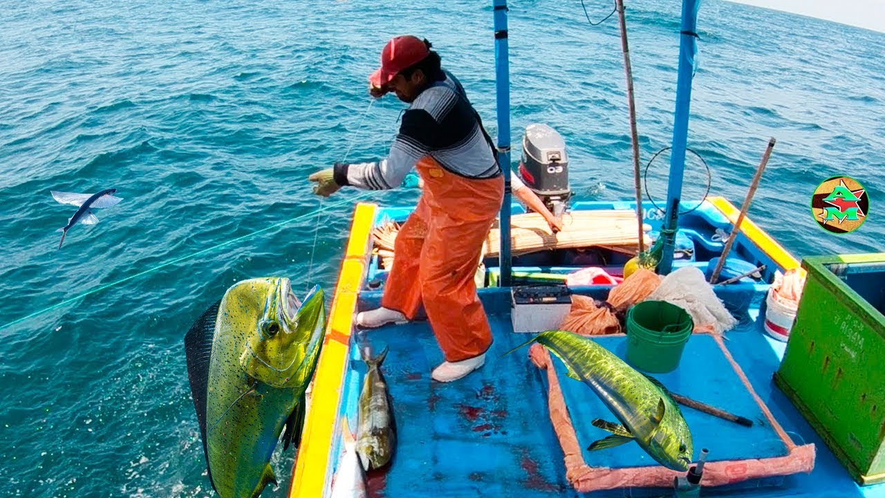 MIRA ASÍ PESCAN ESTOS HOMBRES ! DORADOS GIGANTES EN ALTA MAR, Con Pez ...
