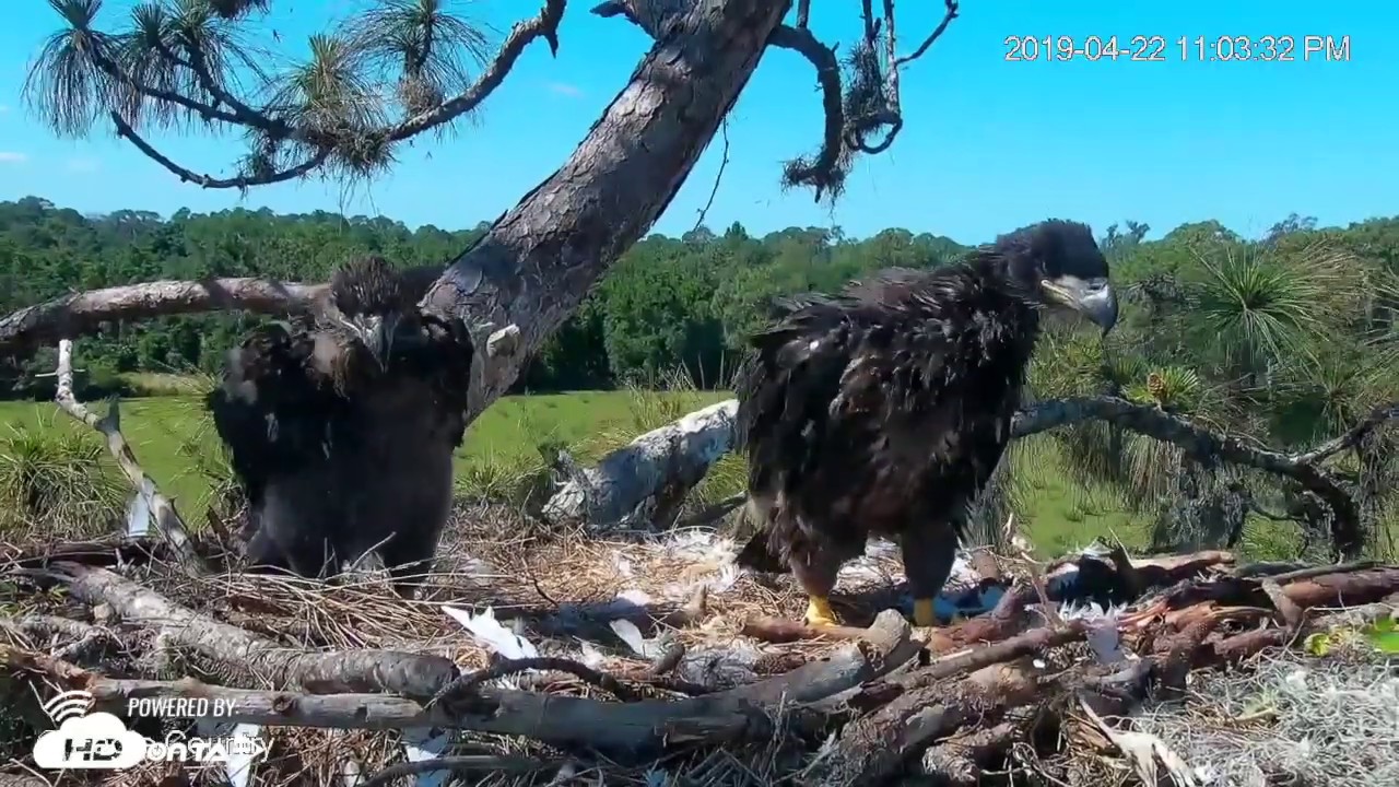 2019 Eagle Country Highlights - YouTube