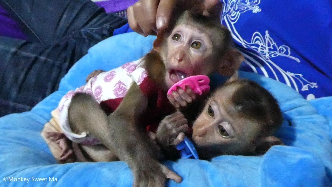 Fall In Love, The Cutest Both Baby Monkey Sleep To Use Pacifier - YouTube