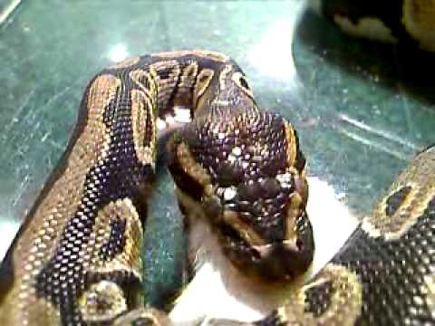 Python eat mouse Part2 - YouTube