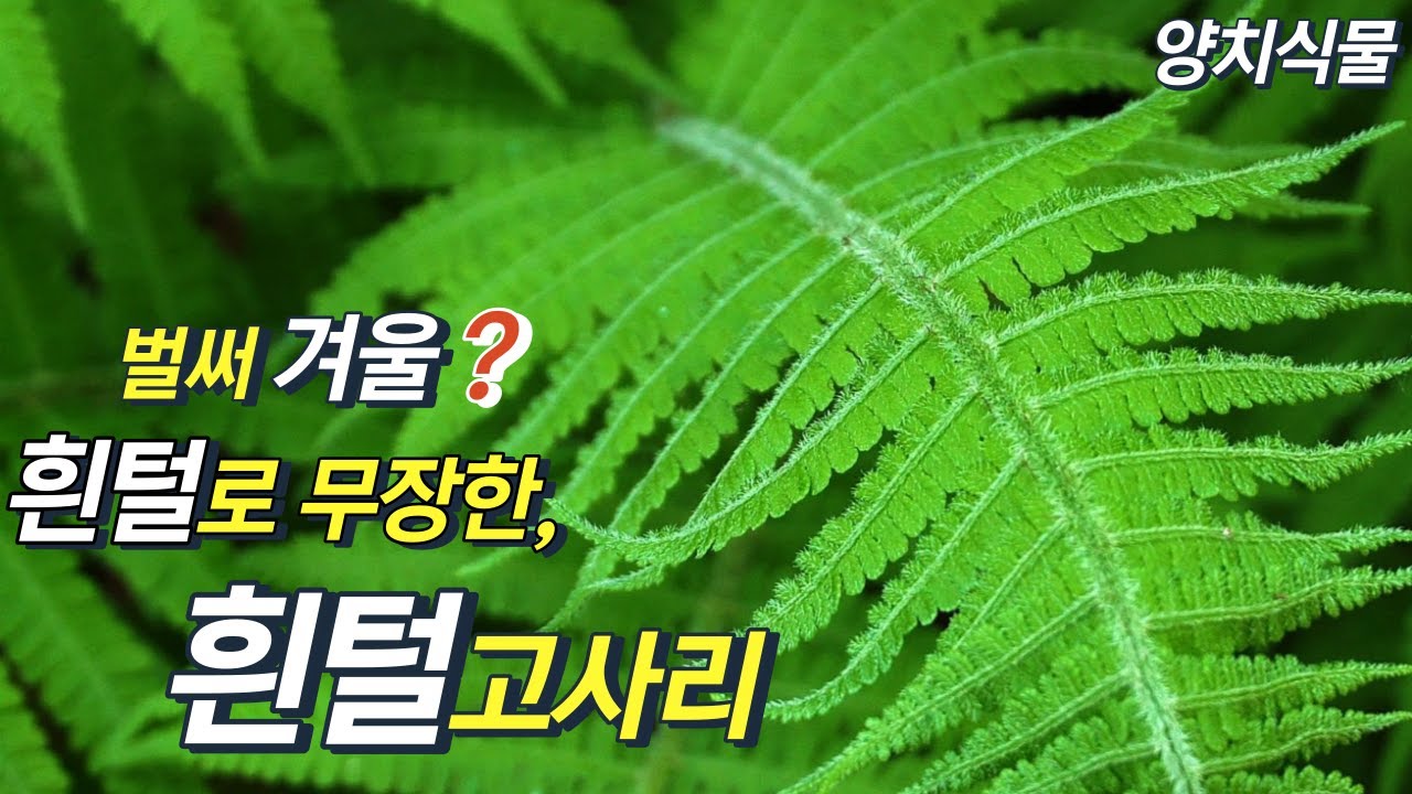 퍼니의 양치식물, 벌써 겨울? 흰털로 무장한 흰털고사리, Deparia pycnosora var. albosquamata ...