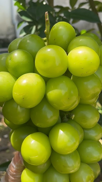 Review of giant bunch of grapes weighing 5kg #fruit #grape - YouTube