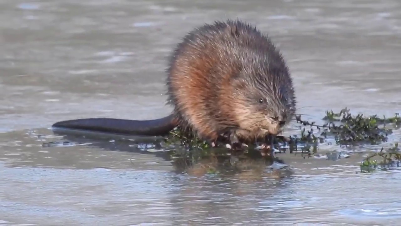 Muskrat Diving - YouTube