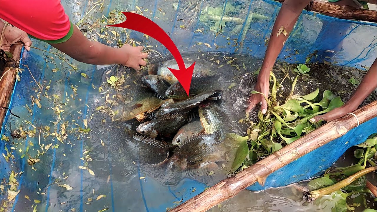 Really Amazing Push Net Fishing Koi Fish ! Best Fish Catch by Net ...
