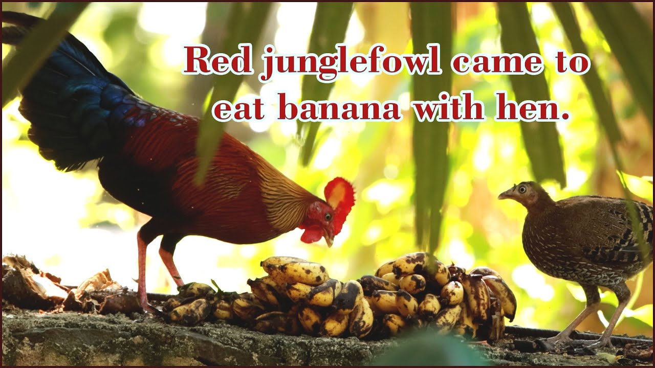 Red junglefowl came to eat banana with hen | Red junglefowl and Hen ...
