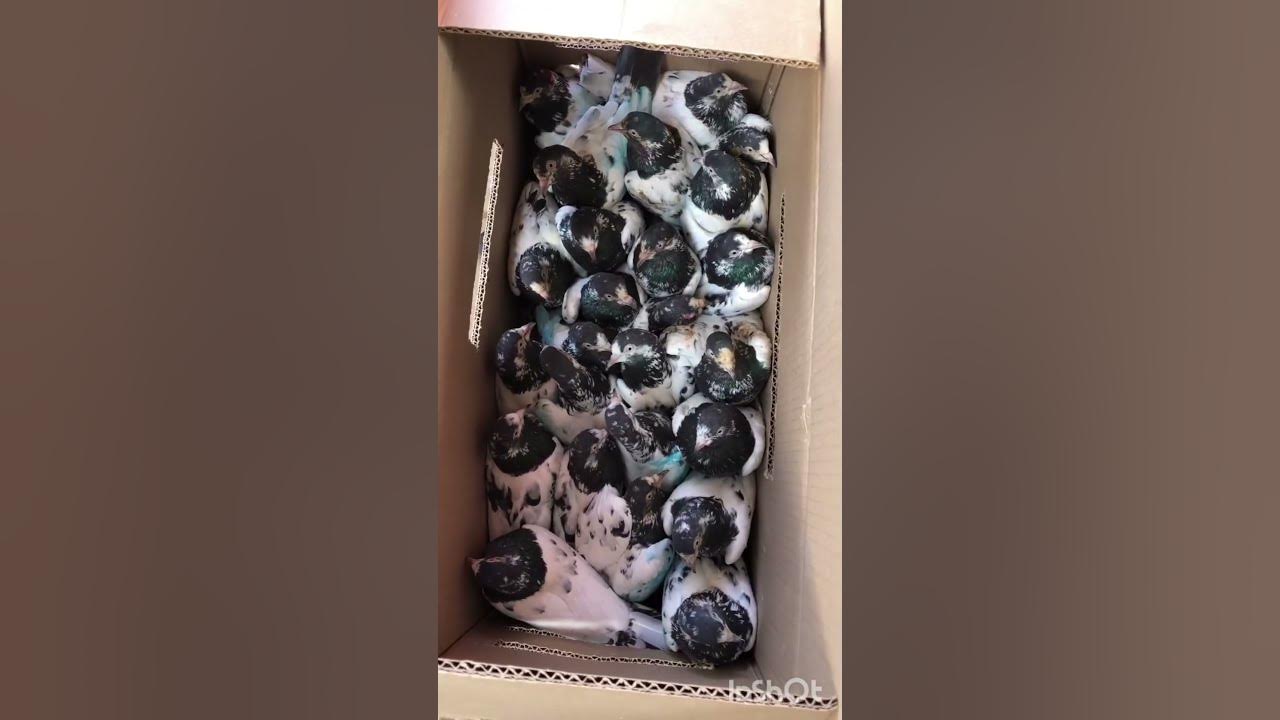 February 18, 2025 - YouTube