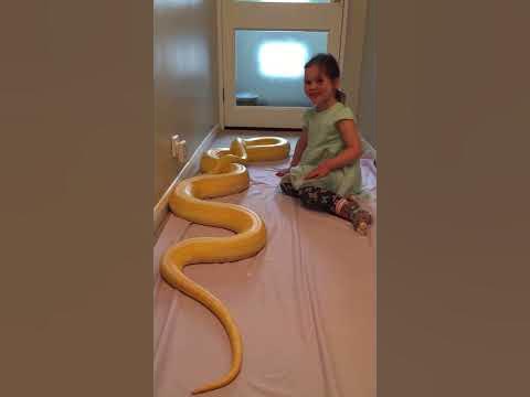 5 year old reunited with 12ft Reticulated Python - YouTube