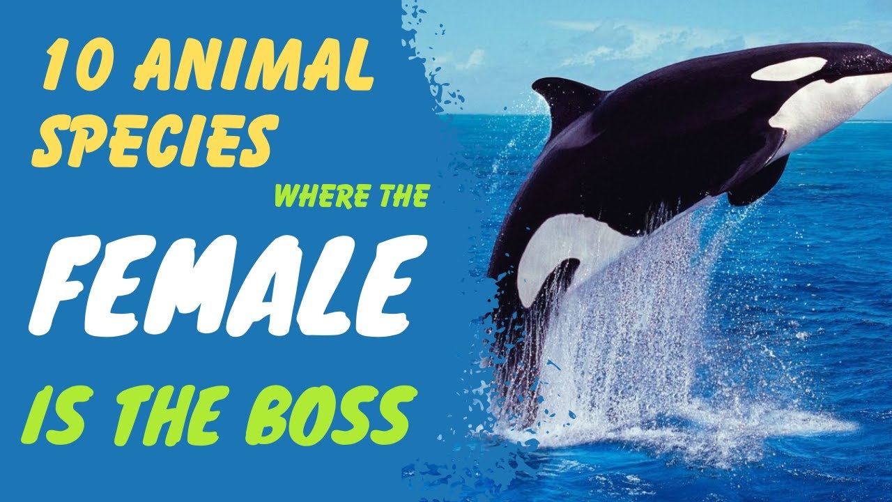 10 Animal Species Where the Female Is The Boss #FemaleAnimals # ...