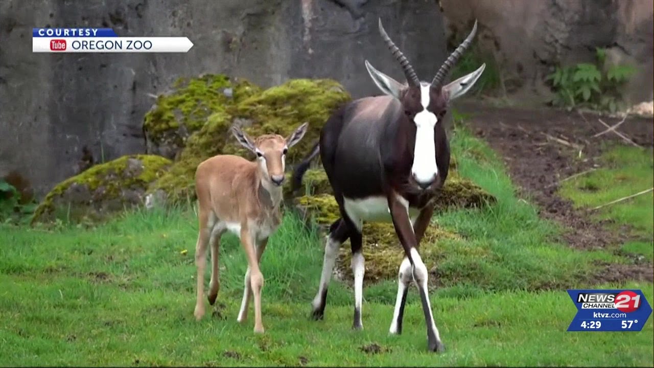 Bontebok Fighting