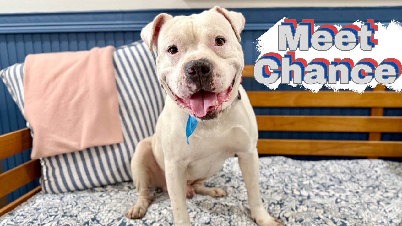 Leave it to Chance to lead you to love - YouTube