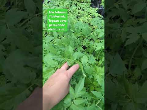ATA TOHUMU BİR SEVDADIR 💚     #atatohumu #seracılık #nature #doğalyaşam #bahçe #ytp #shayari