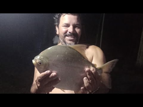 pesca de pacú na rodada com milho , - YouTube