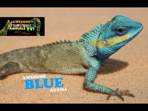 AMAZING Agama Lizard VIETNAM!
