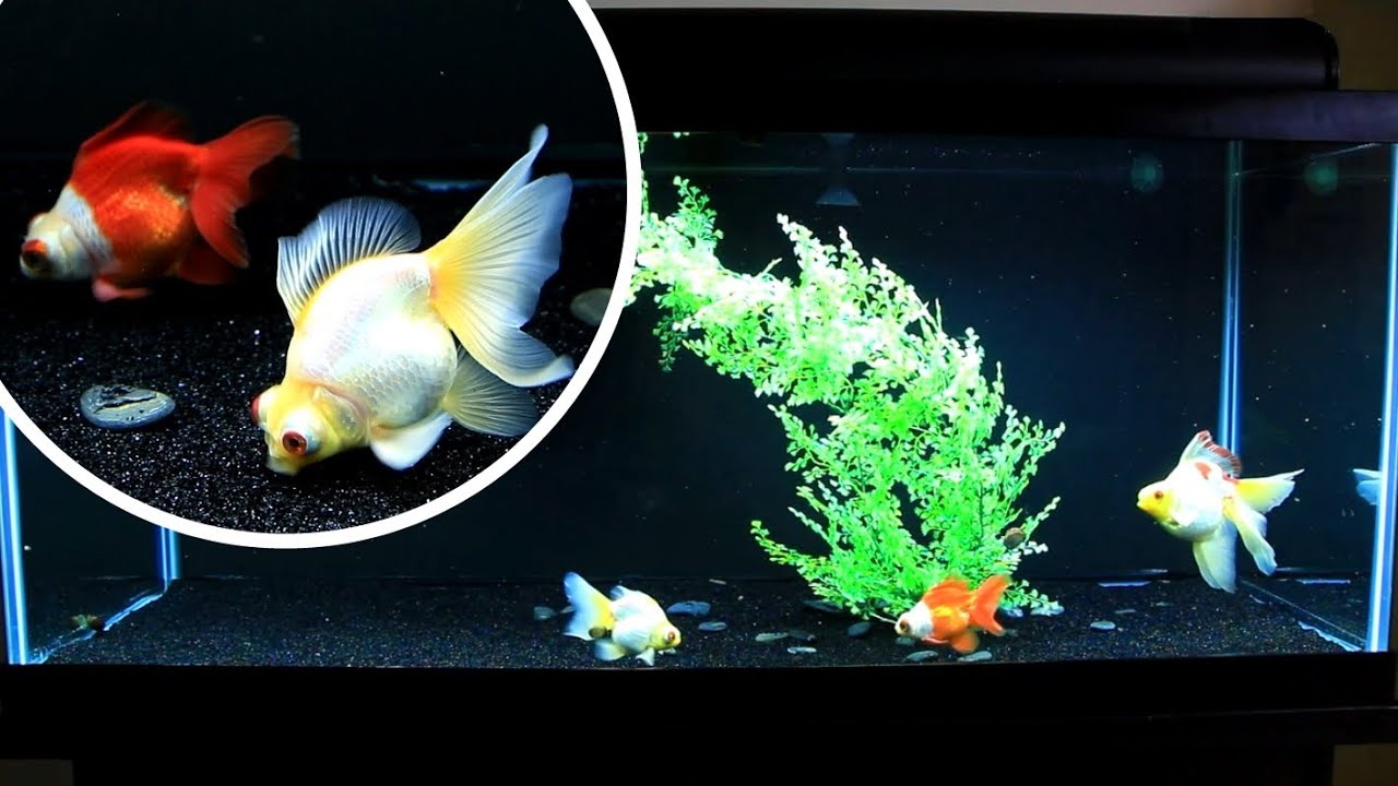 10 Minutes of Goldfish - YouTube