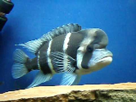Frontosa Aquarium - 6ft Tank 'BIG DADDY' 18-12-08 - YouTube