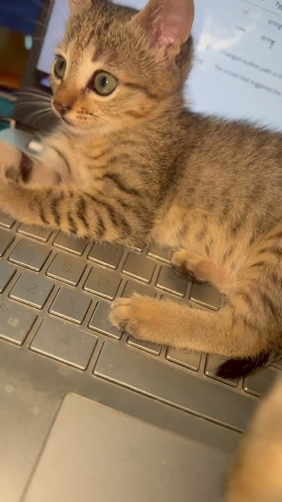 Phoenix the coder P2 - YouTube