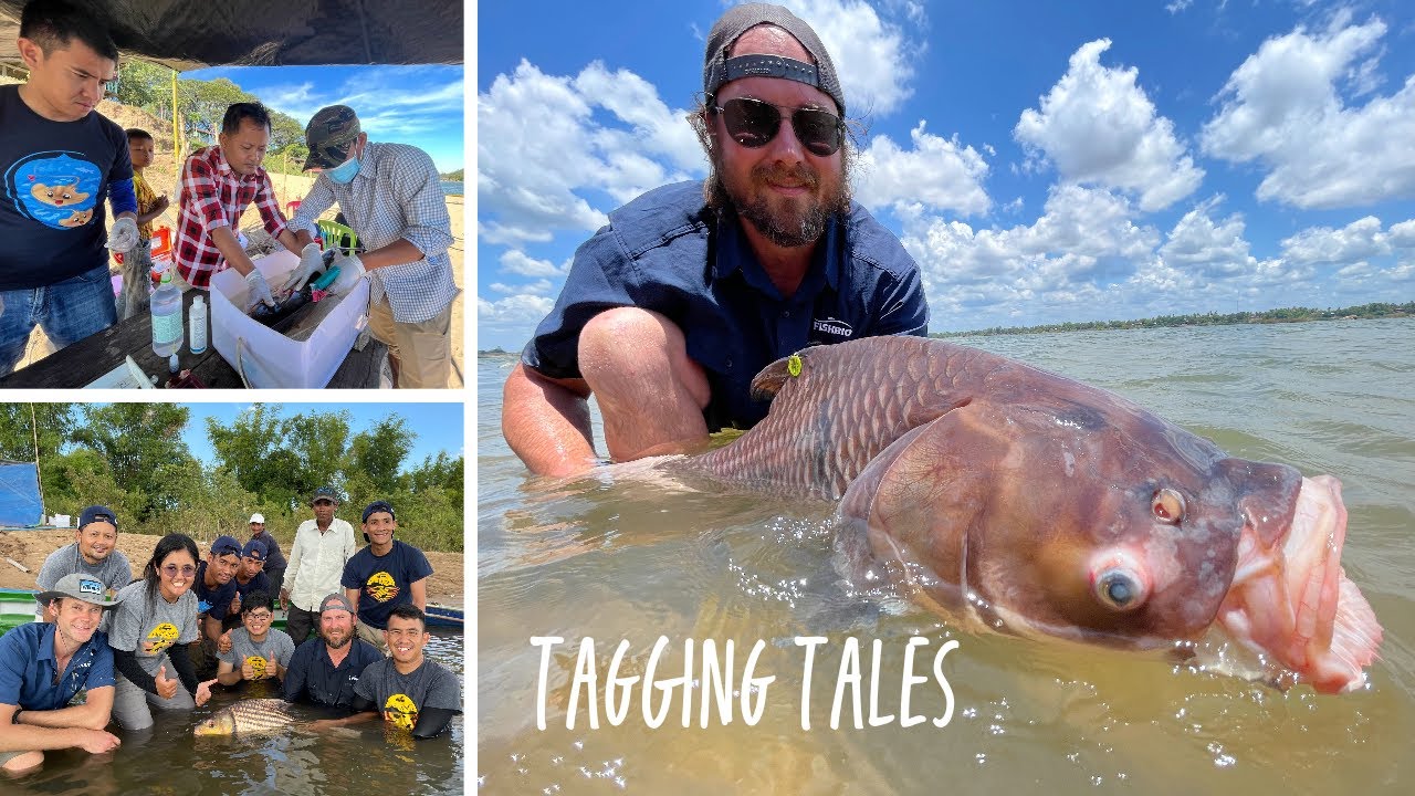 Tagging Tales: What kind of fish tracking tags are used in the ...