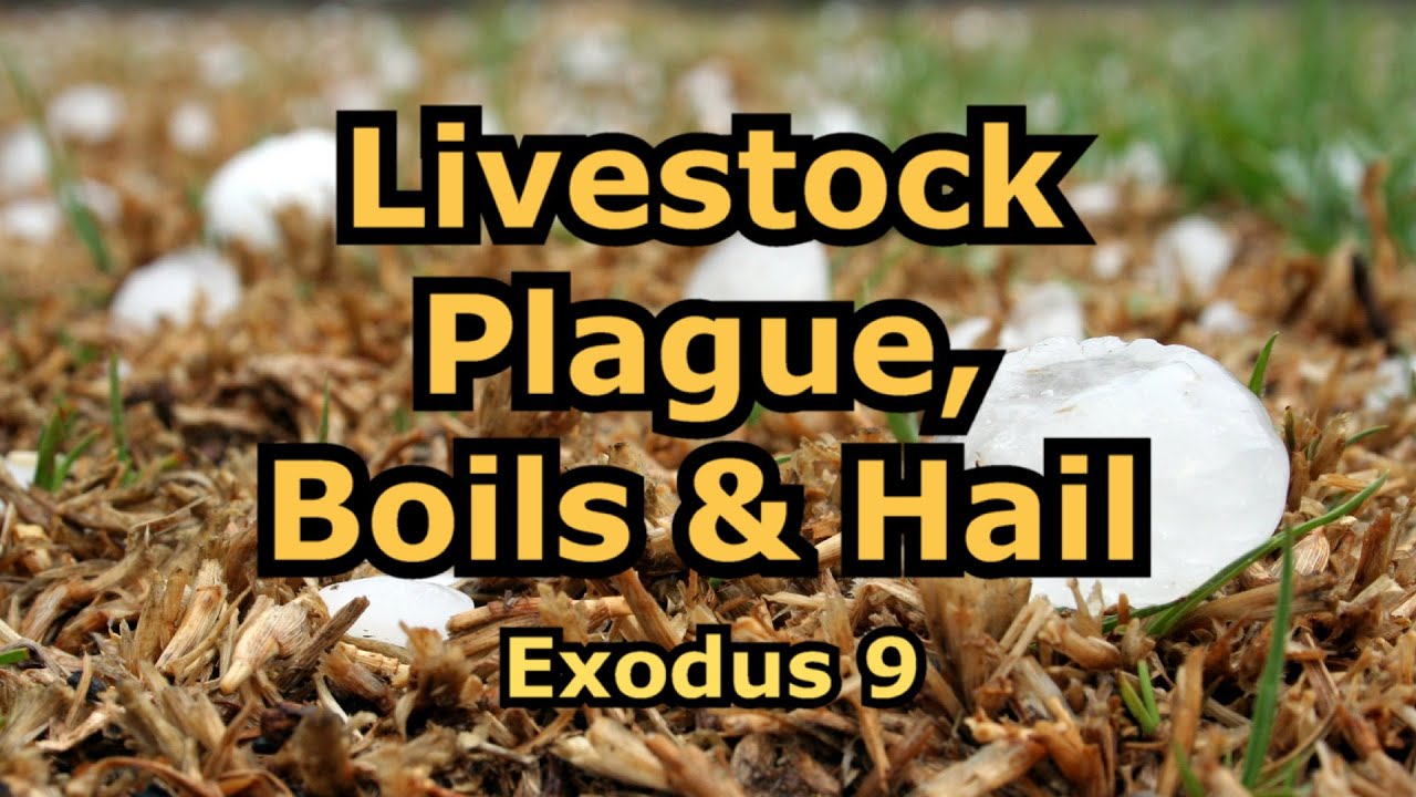 Livestock Plague, Boils & Hail (Exodus 9) - YouTube