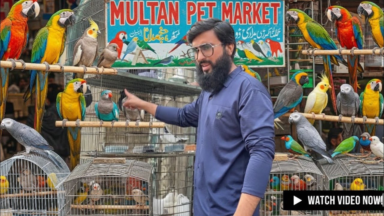 Multan Pet Market 😍 || Akher Pohnch Gya 🥰 #petsvlog - YouTube
