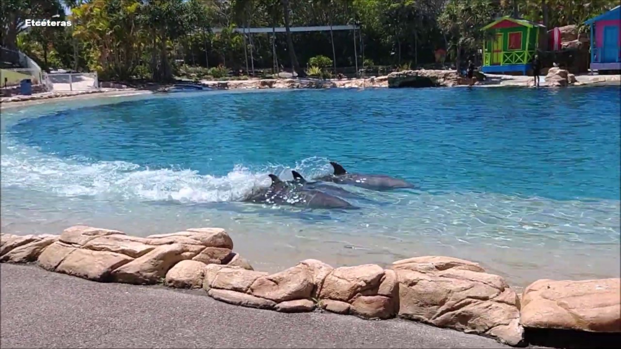 SEA World "Dolphins presentation", Main Beach, Gold Coast, Queensland ...
