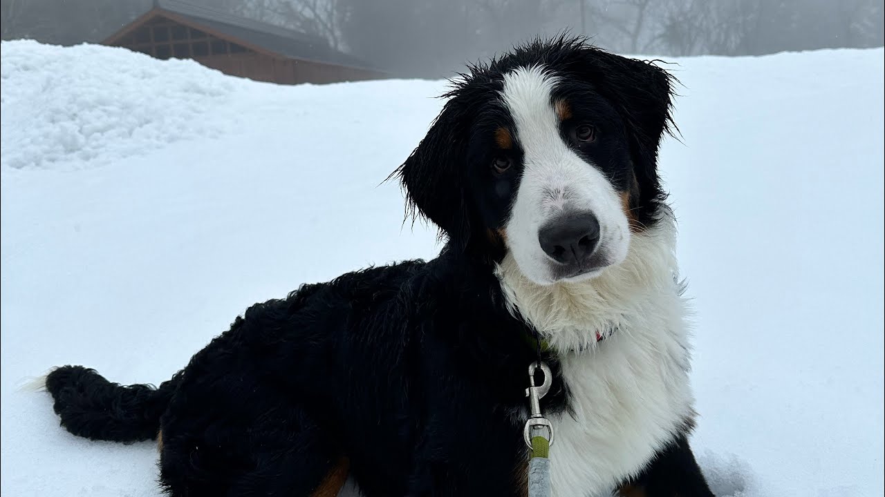 The Bernese Mountain…. Pup 🐶 Throwback when Bernie was a puppy - YouTube