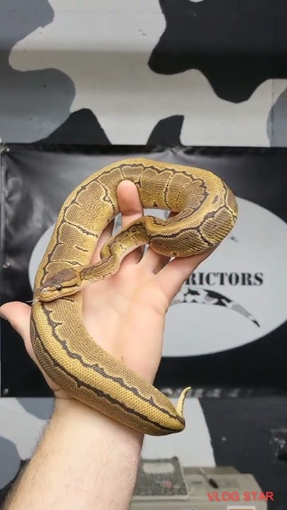 Pinstripe 💯 Het Pied Ball Python Girl - YouTube