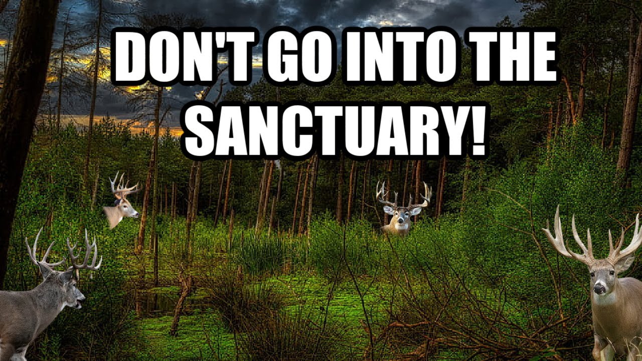 Deer Sanctuaries with Dan Infalt - YouTube