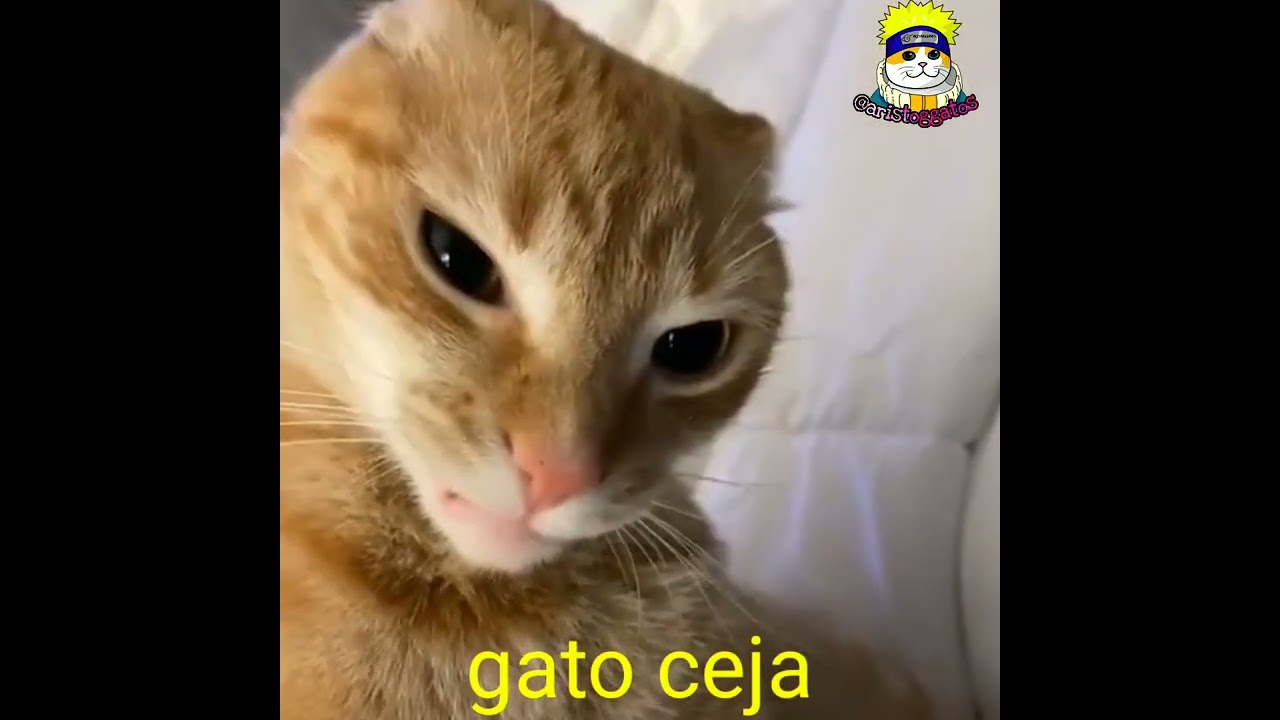gato ceja - YouTube