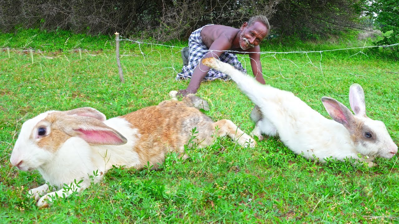 WILD RABBIT HUNTING | Primitive Technology | Village Grandpa Hunting ...
