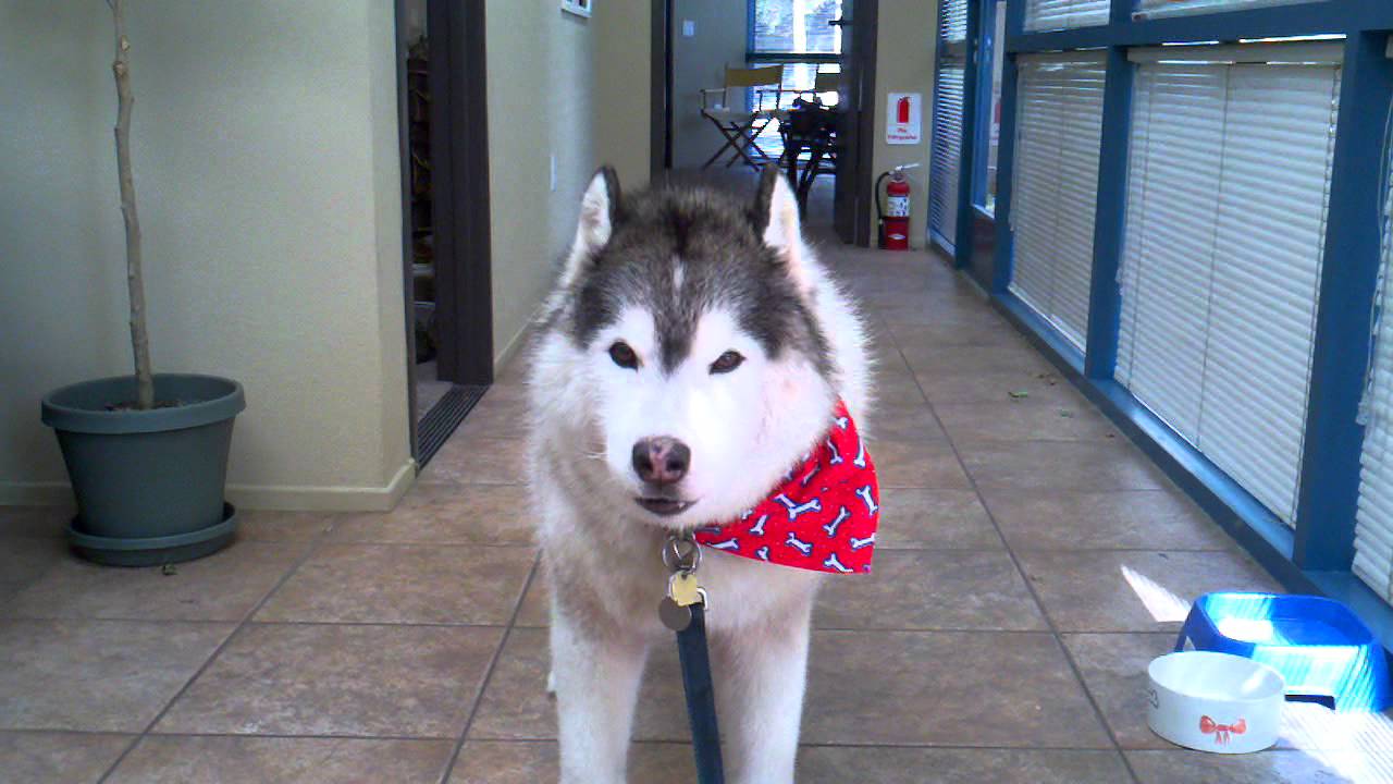 Talking with Thunder (Cry Baby Husky) - YouTube