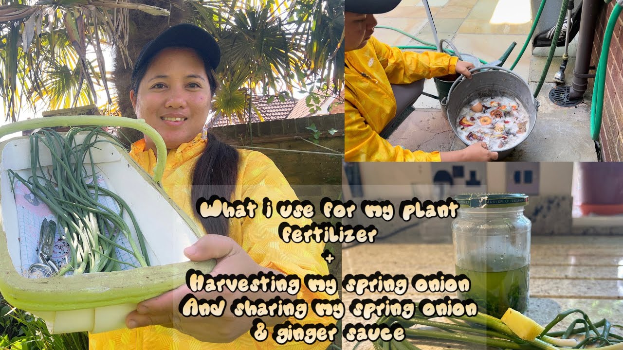 What i use for my plant fertilizer + harvesting my spring onion and ...