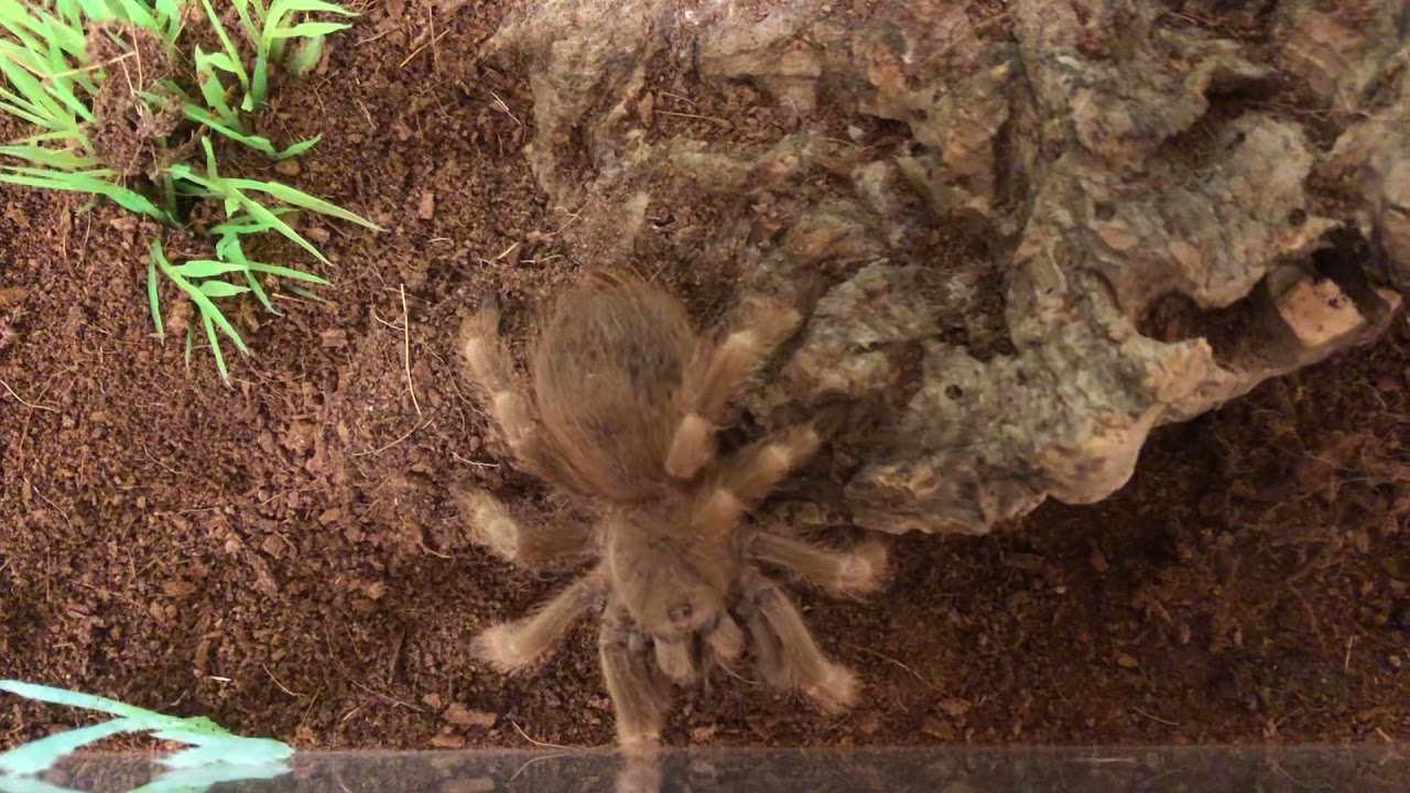Nhandu tripepii giant blonde feeding - YouTube
