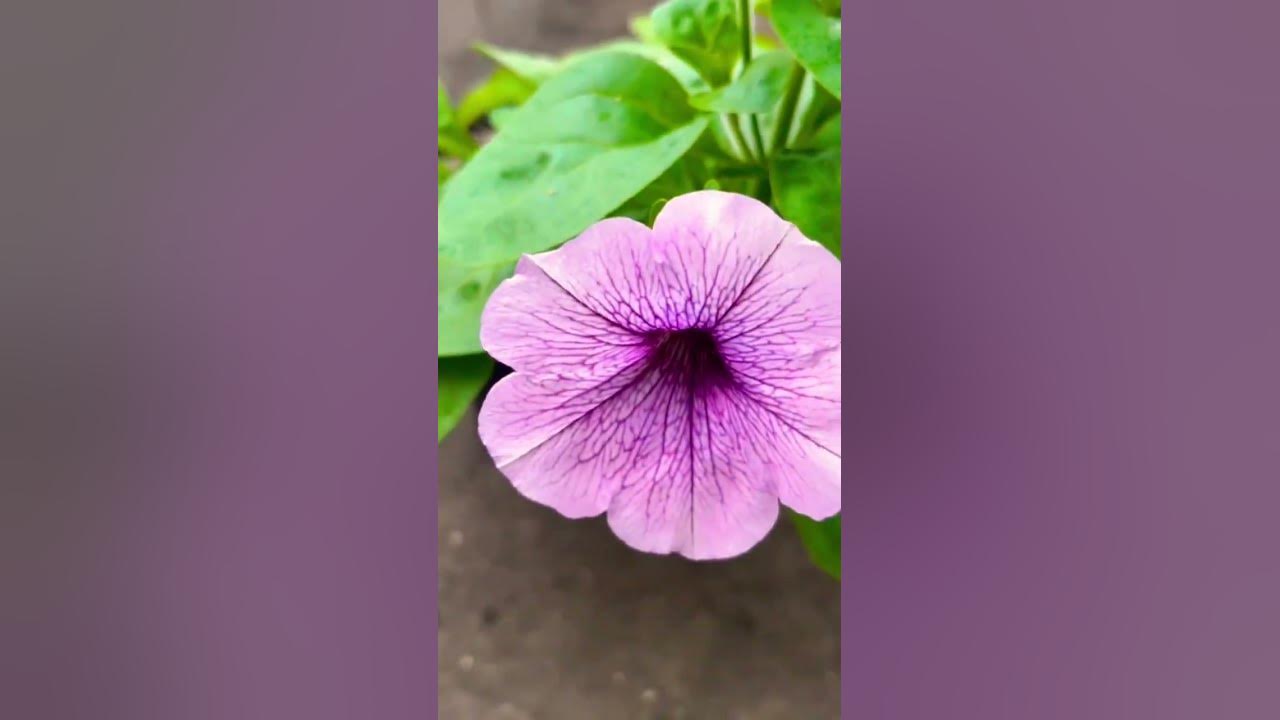 Петуния Изи Вейв Плам Вейн #петуния #garden #flowers #цветоводство # ...