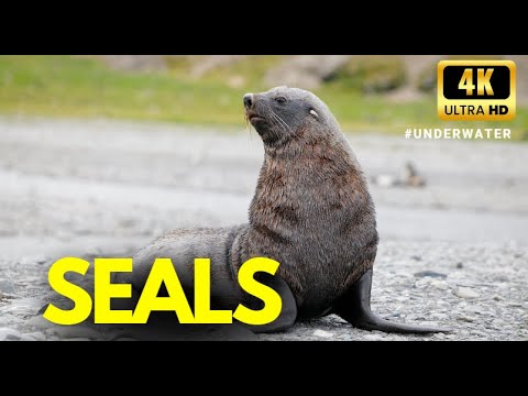 Seals - The Amazing Animals Life in Sea and Beach - YouTube