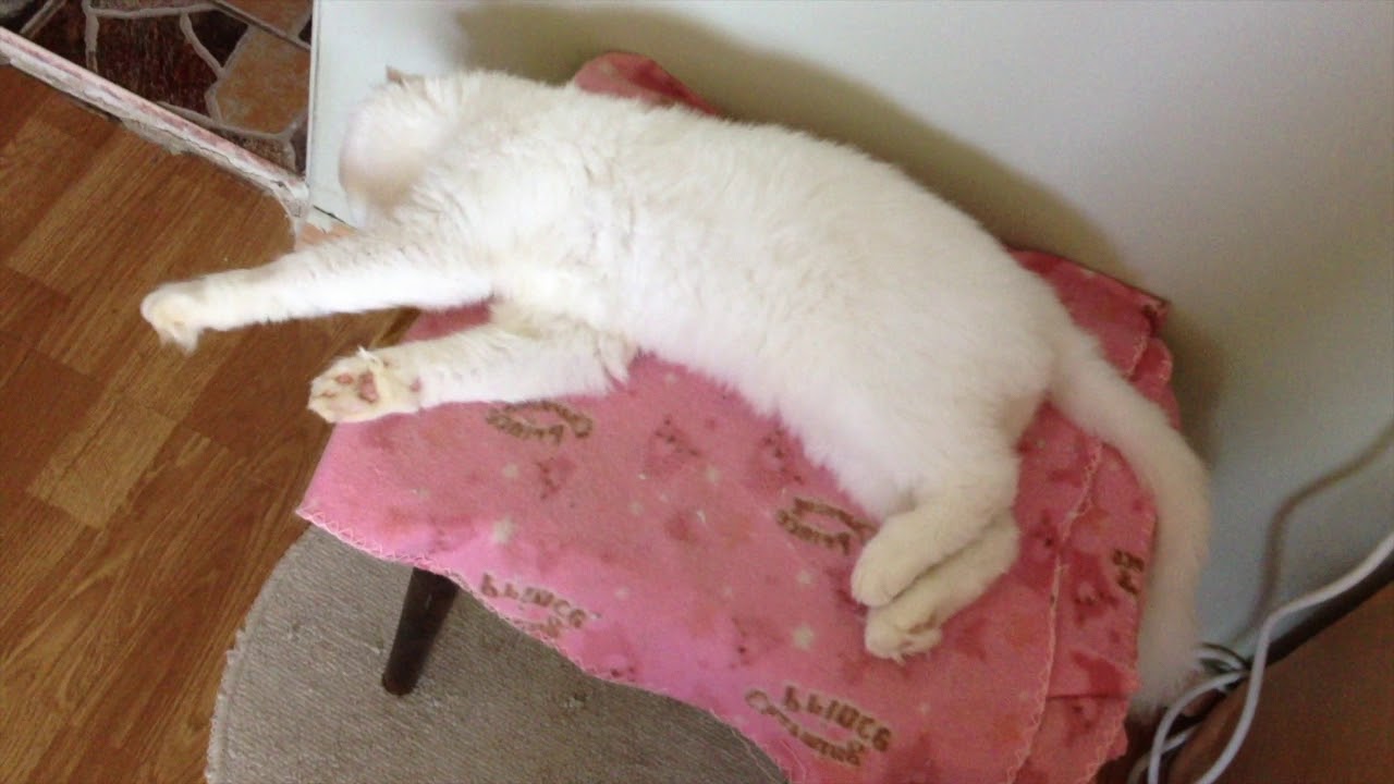 OMG! Watch How This Crazy Cat Falls Off the Chair While Sleeping - YouTube