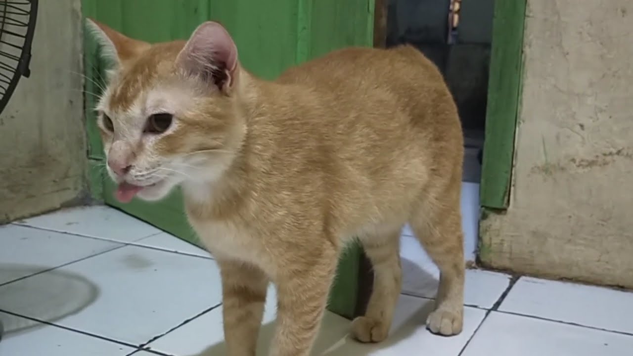 KUCING LUCU OYEN BERAKSI - YouTube