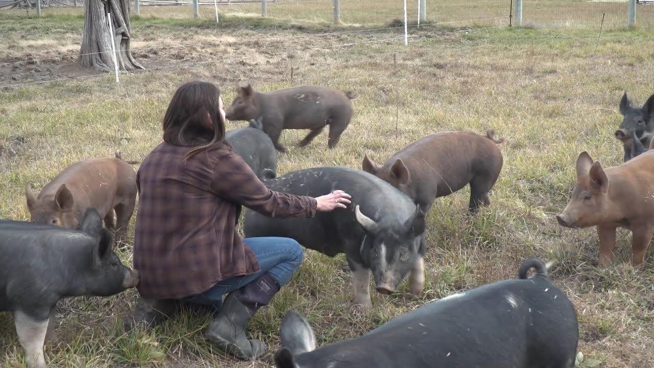 HDFFA partnering with local farmers to provide free food at Fill Your ...