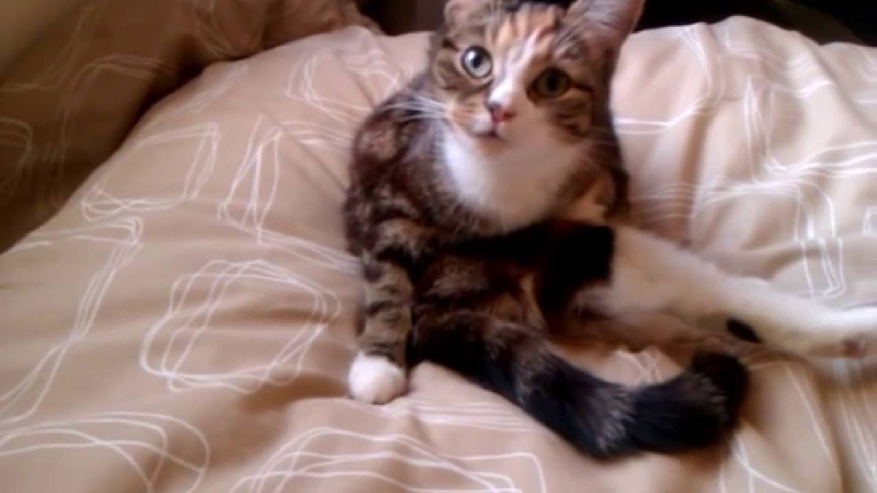 Monkey Dee - YouTube