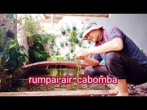 Buat Sarang Anak Benih Ikan Talapia Dari Rumpai Air Cabomba Parit ...