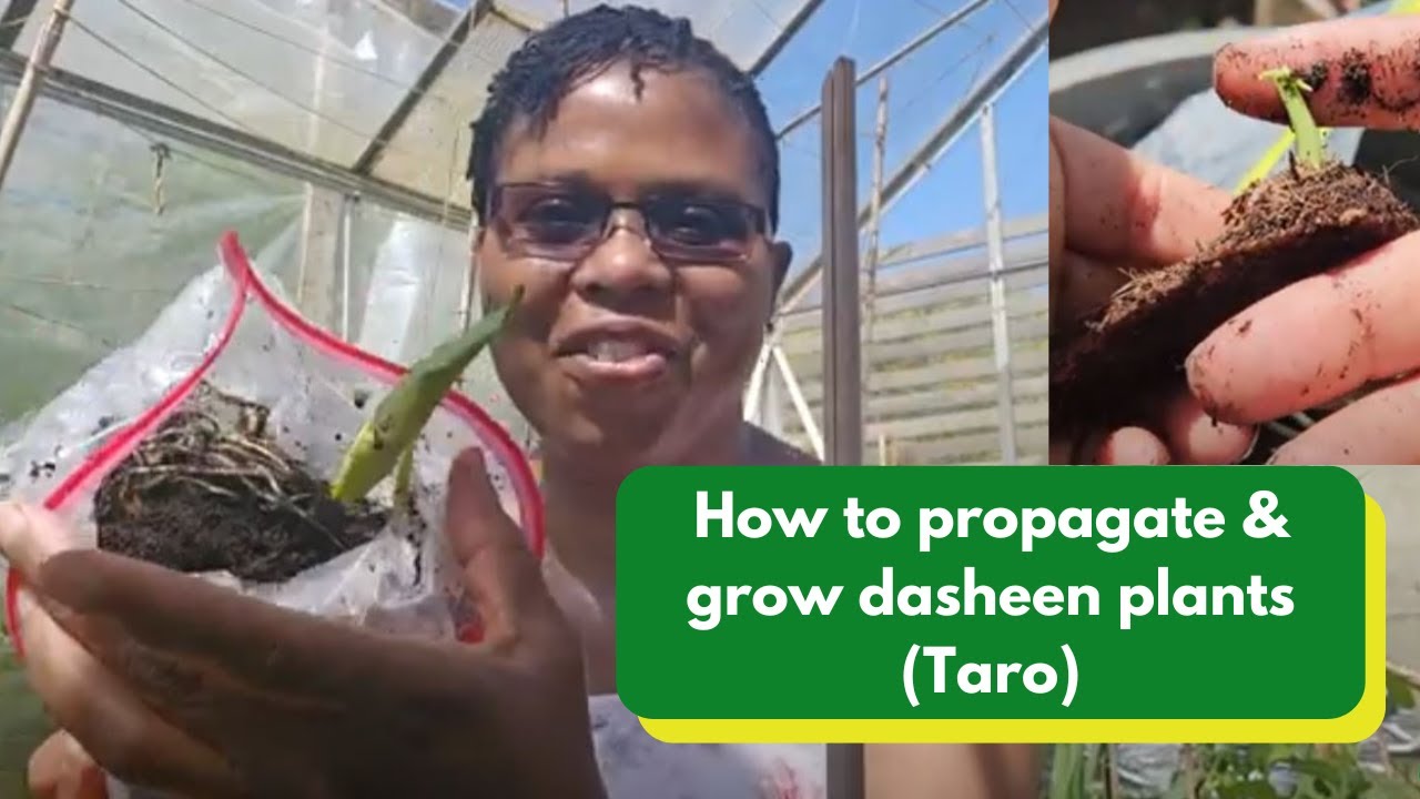 How to propagate & grow dasheen plants (Taro) - YouTube